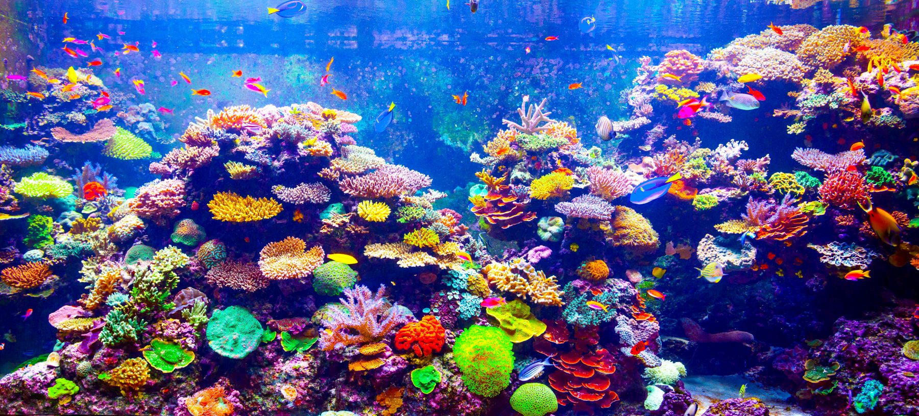 Coral Reef and Tropical Fish | Coral & Fish Barn