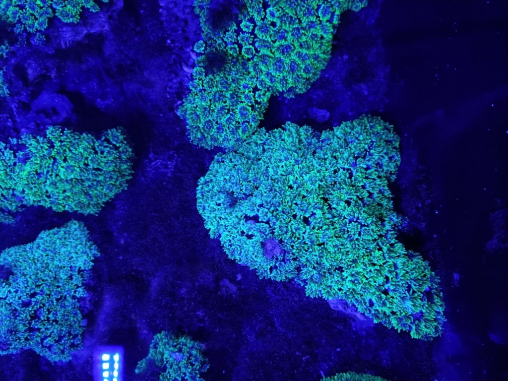Galaxea/ medium/fluro | Coral & Fish Barn
