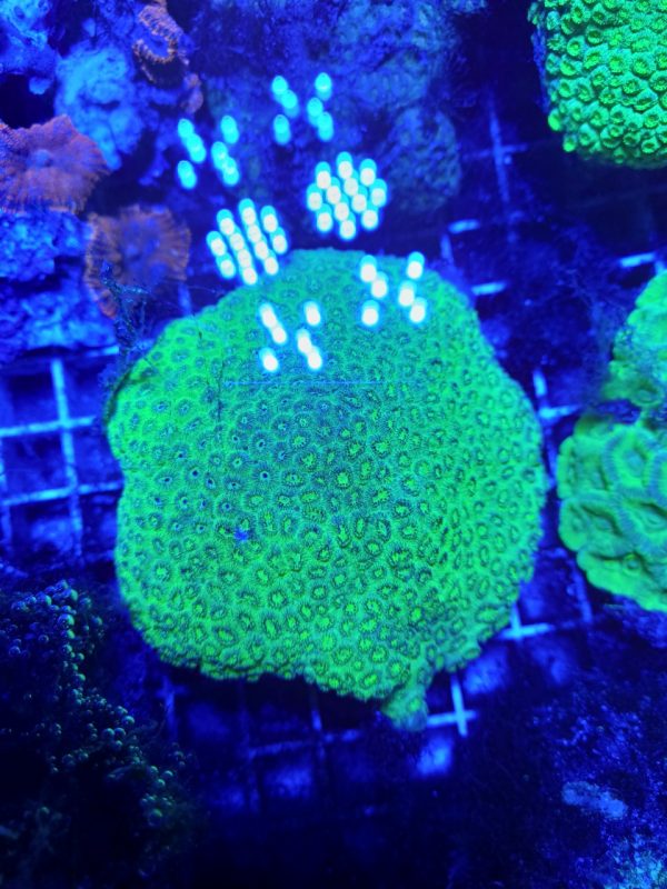 Plesiastrea/small/fluro | Coral & Fish Barn