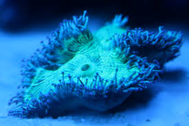 Catalaphyllia/ large | Coral & Fish Barn