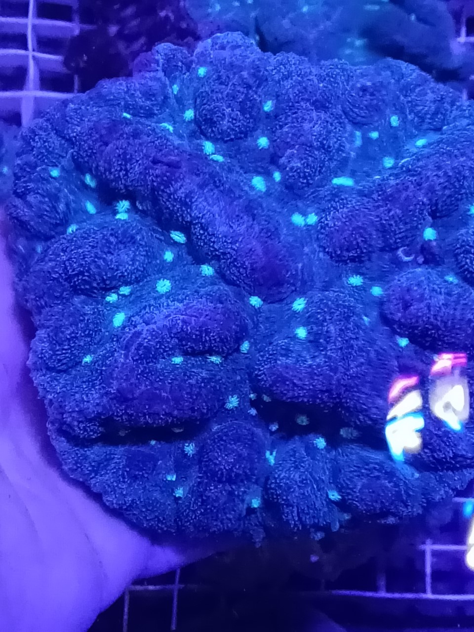 Wilsoni Brain – Large | Coral & Fish Barn