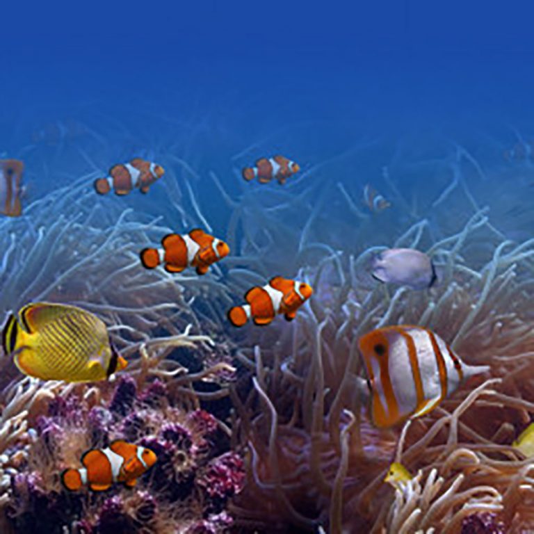 Coral and Fish Barn - Perth, Western Australia