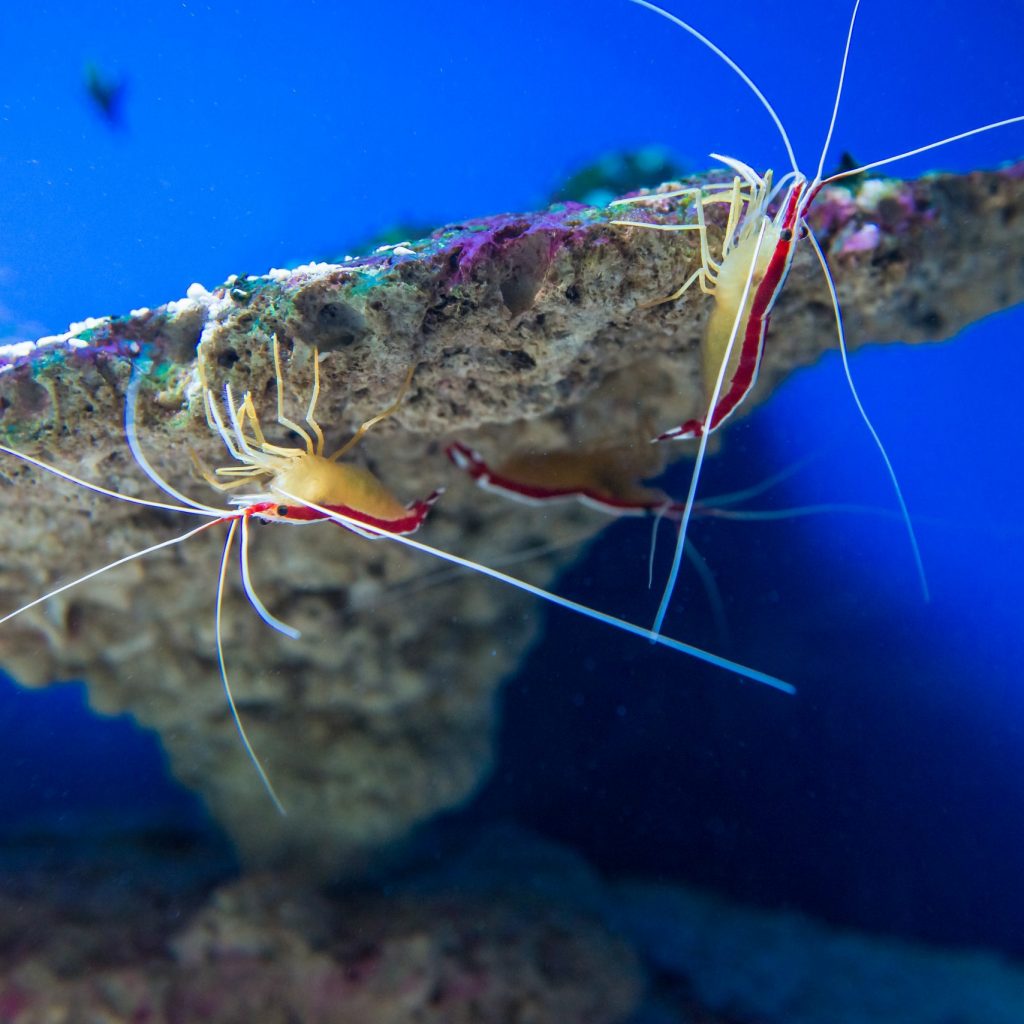 Coral and Fish Barn - Perth, Western Australia