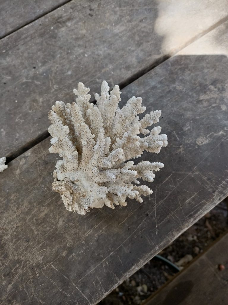 Dry Coral | Coral & Fish Barn