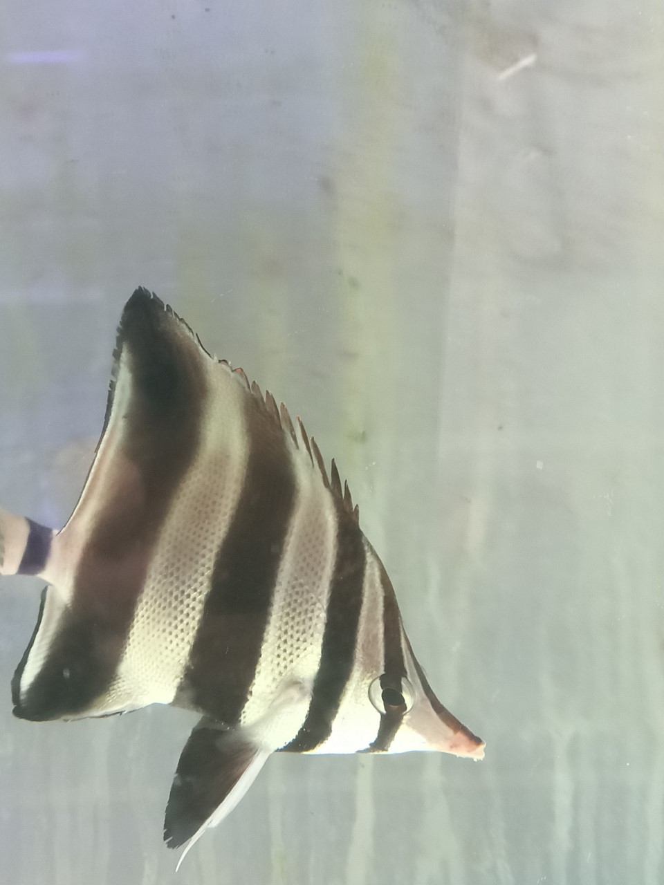 Talma | Coral & Fish Barn