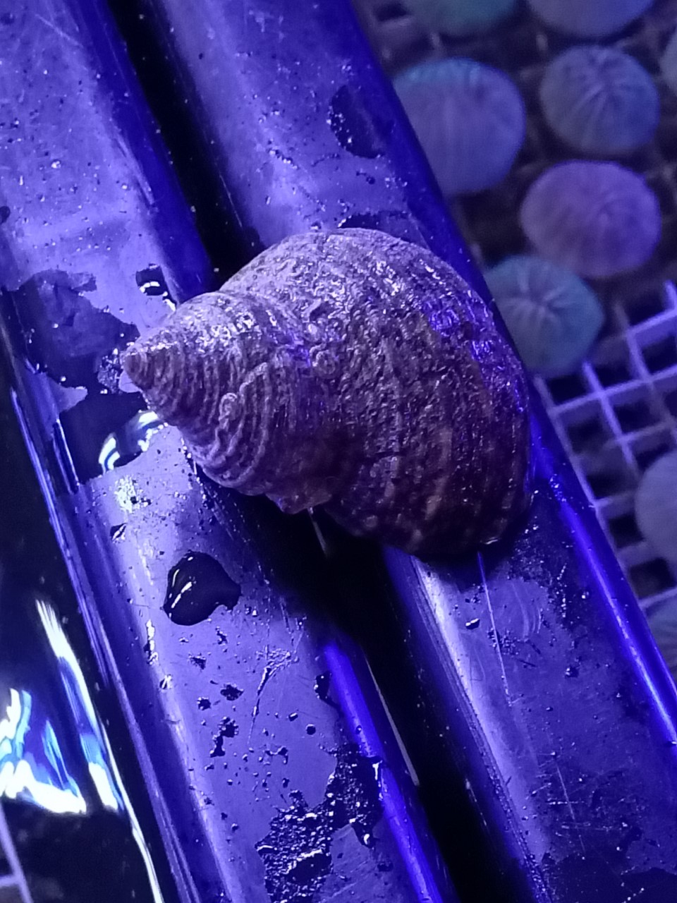 turbo shell live | Coral & Fish Barn