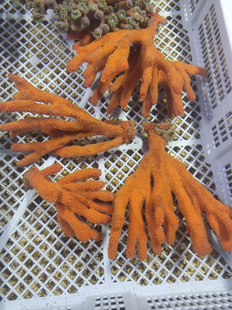 Orange Tree Sponge | Coral & Fish Barn