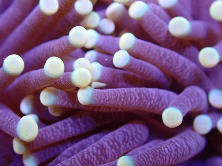 Torch Euphyllia | Coral & Fish Barn