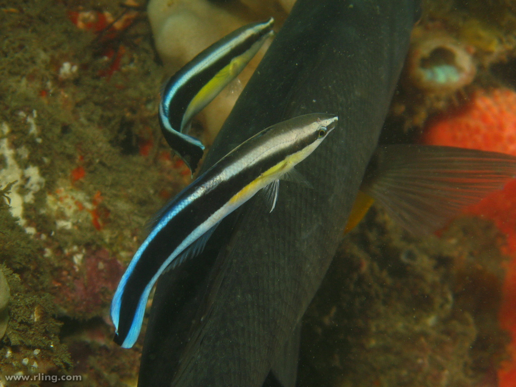 Common Cleanerfish (Wrasse) | Coral & Fish Barn