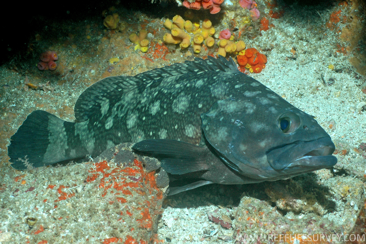 Whitespotted Grouper | Coral & Fish Barn