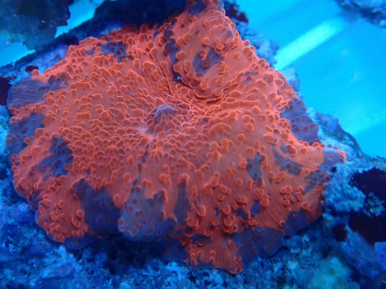 Deadpool Morph | Coral & Fish Barn