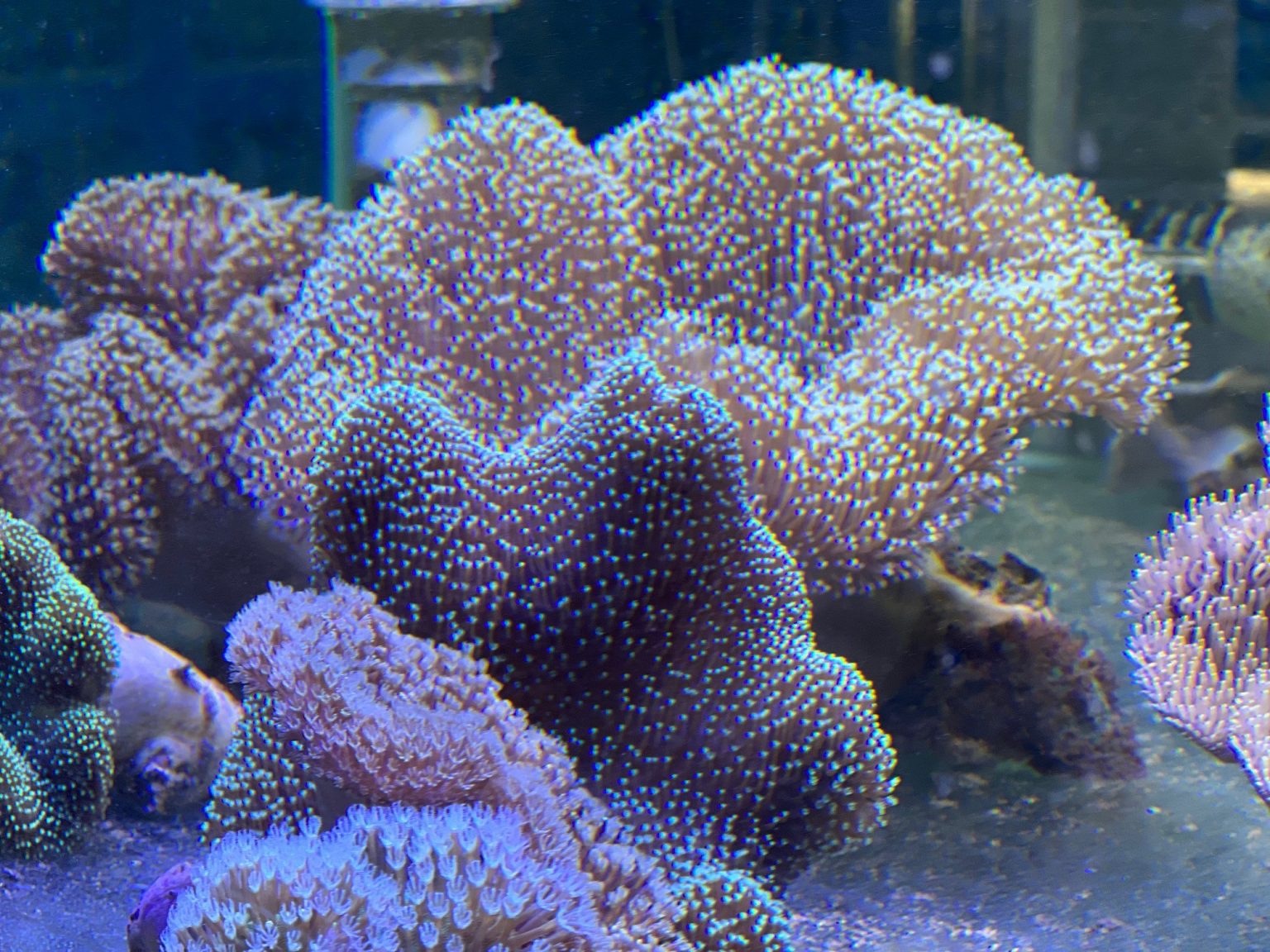 Toadstools | Coral & Fish Barn