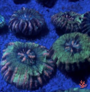 Button Scoly | Coral & Fish Barn