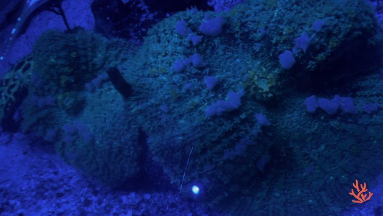 Bounce Morph | Coral & Fish Barn